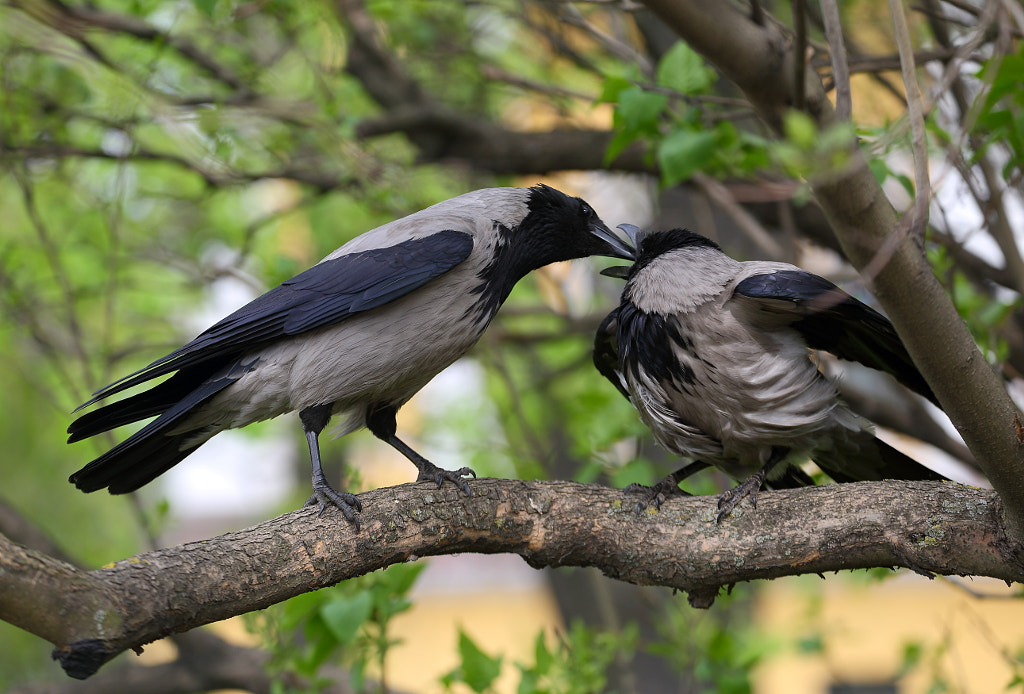 Beak to beak by Станислав Вершинин / 500px