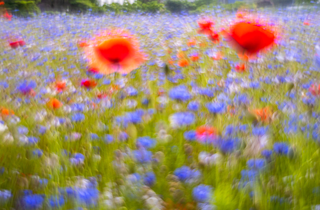 spring beauty by Mybo.Young / 500px