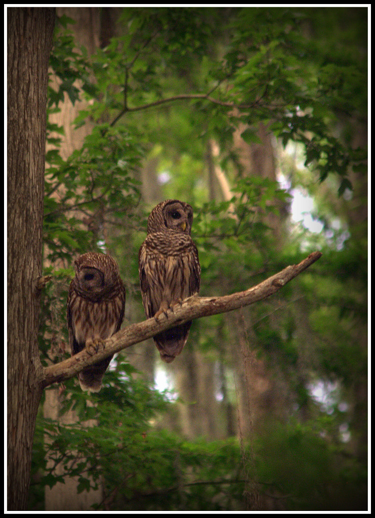 Love Birds .tif by Eddie Alcorne / 500px