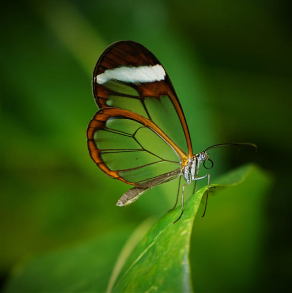 Butterfly by Mathias Schmidt | 500px