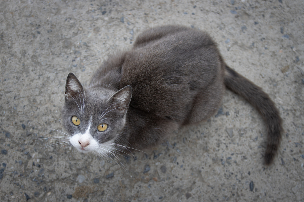 Grey cat by Ewa Ołów / 500px