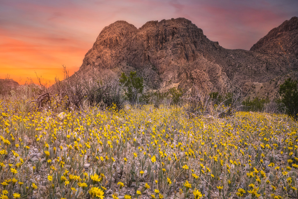 Yellow spring wildflowers in the west Texas desert on Mesa de Anguilla ...