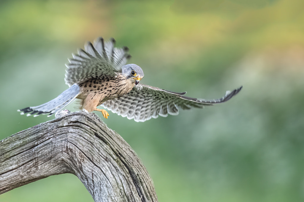 Departing Kestrel by Gary Davis / 500px