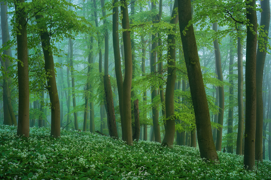 Spring blues by Martin Podt / 500px