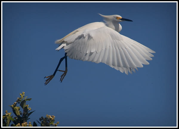 Angel taking off..tif by Eddie Alcorne / 500px