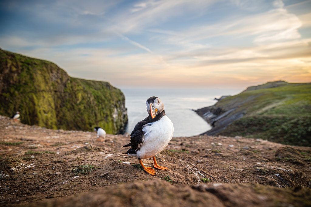 Puffin at sunset by Pete Speller / 500px