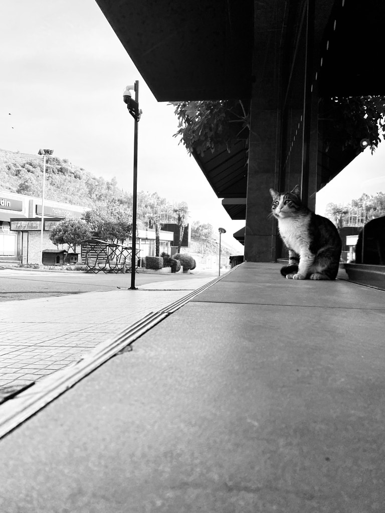 B&W Cat by Omer Efe Akbas / 500px