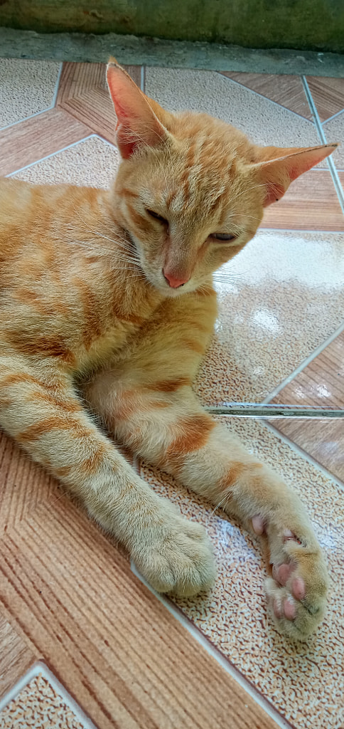 Orange cat lying on the front porch of the house by Diki Irawan / 500px