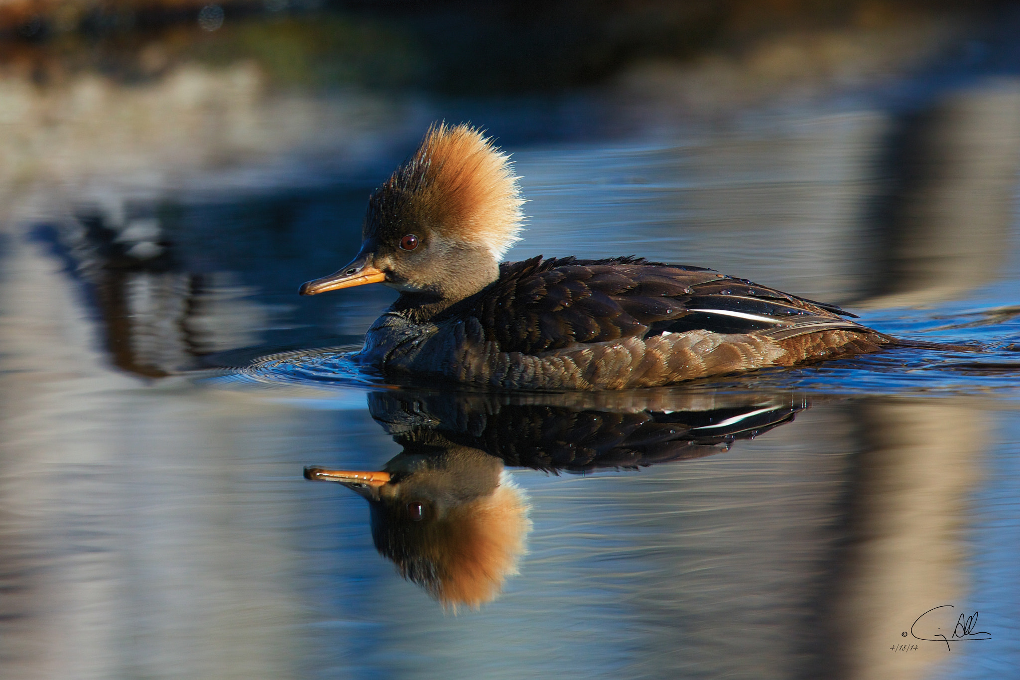 Hooded Merganser -Hen by Craig Allen / 500px