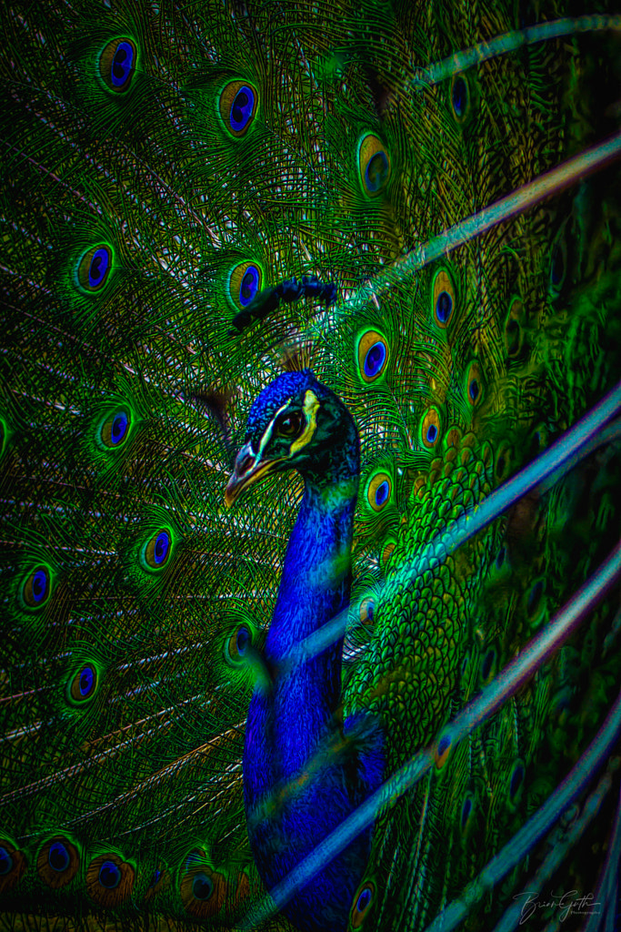 My Good Side by Brian Guth / 500px