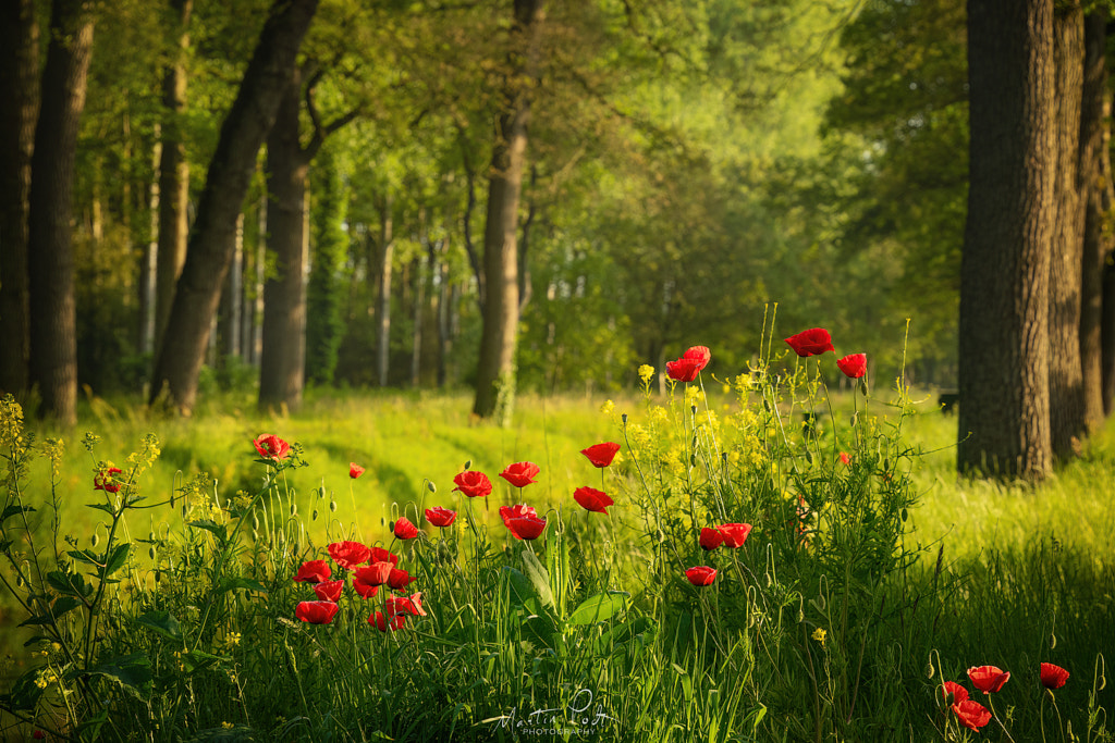 Poppies in a Dutch forest by Martin Podt / 500px