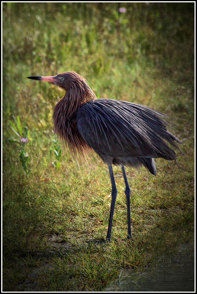 reddish igret.psd by Eddie Alcorne / 500px
