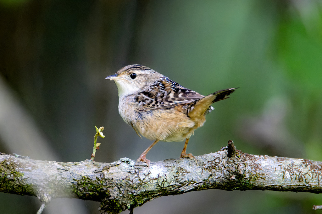 Sedge Wren, Kennesaw Mountain, May 2023 (3242) by Fabrice Guiot / 500px