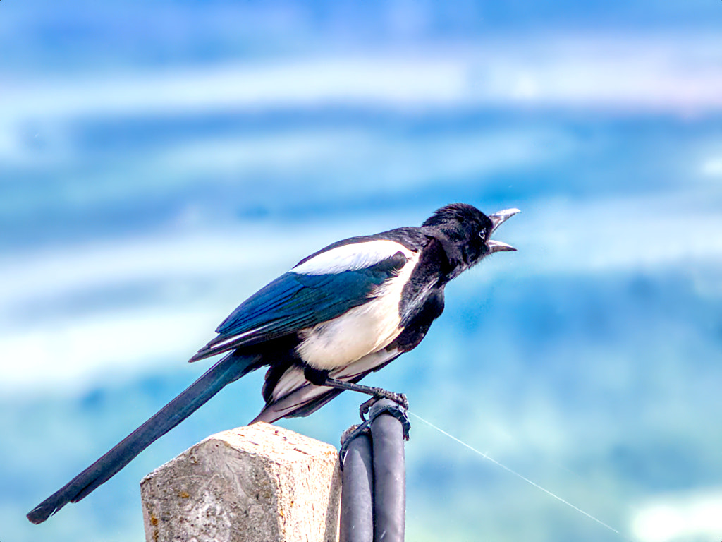 angry magpie by Jean Marc Lopez / 500px