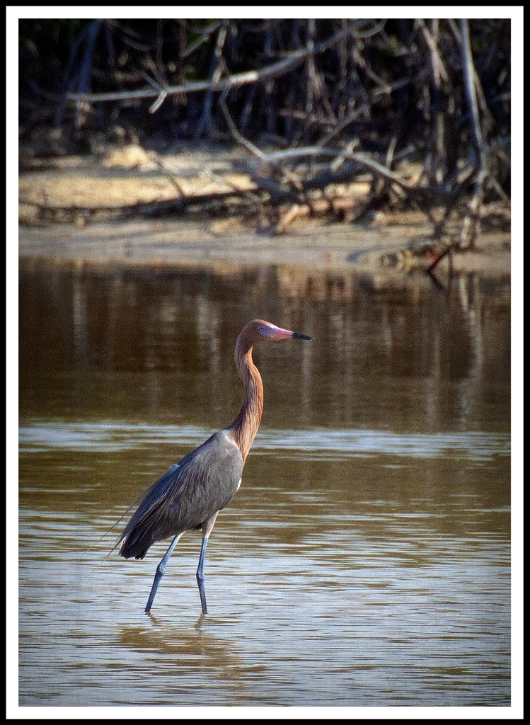 Morning at the tidal pool..psd by Eddie Alcorne | 500px