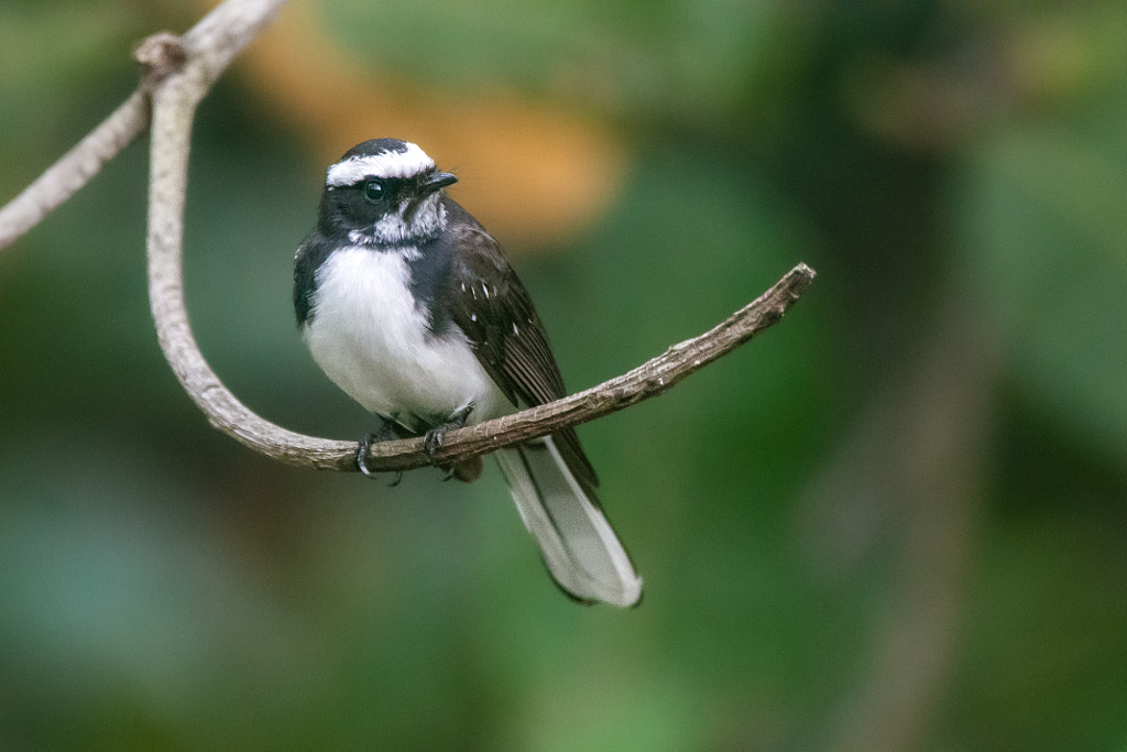 DSC_6366 (White browed Fantail) by Clarence Cooray / 500px