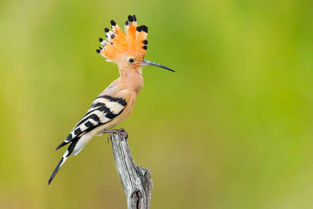 Eurasian Hoopoe - Upupa by Lorenzo Magnolfi / 500px