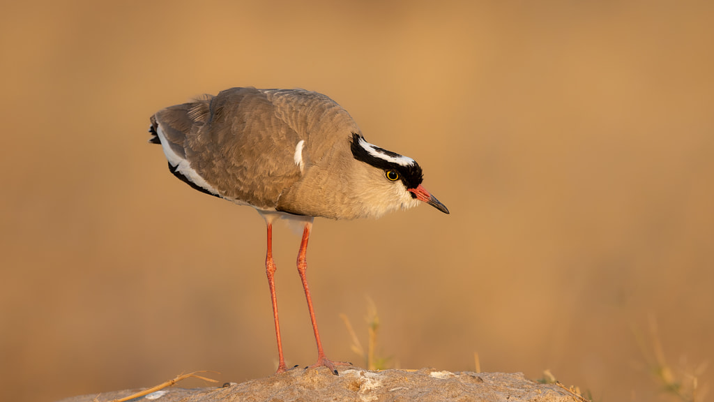 Crowned lapwing by Rudi van Aarde / 500px