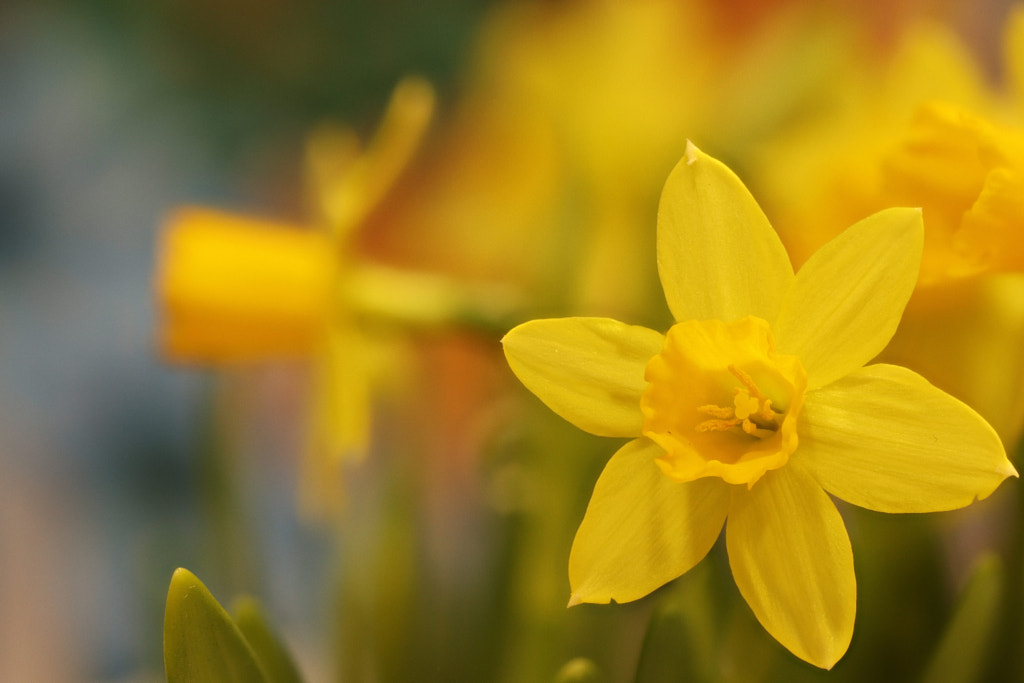 A Little Bud of Sunshine by Phillip Pendleton / 500px