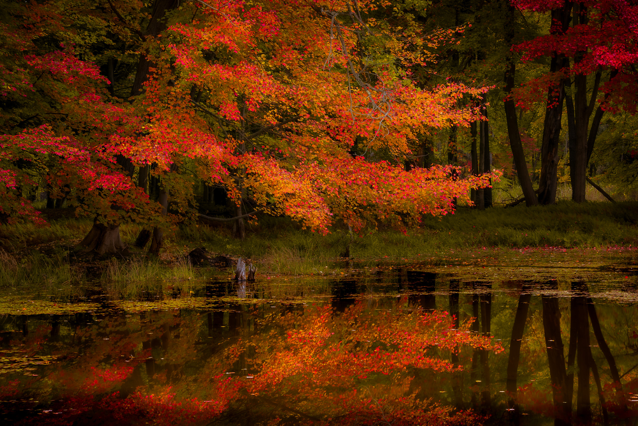 Forest curated by Florin Moraru / 500px