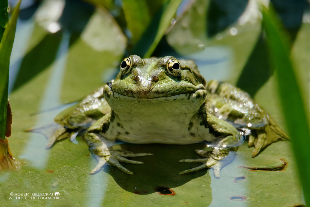 green frog by Robert Geleckyj / 500px