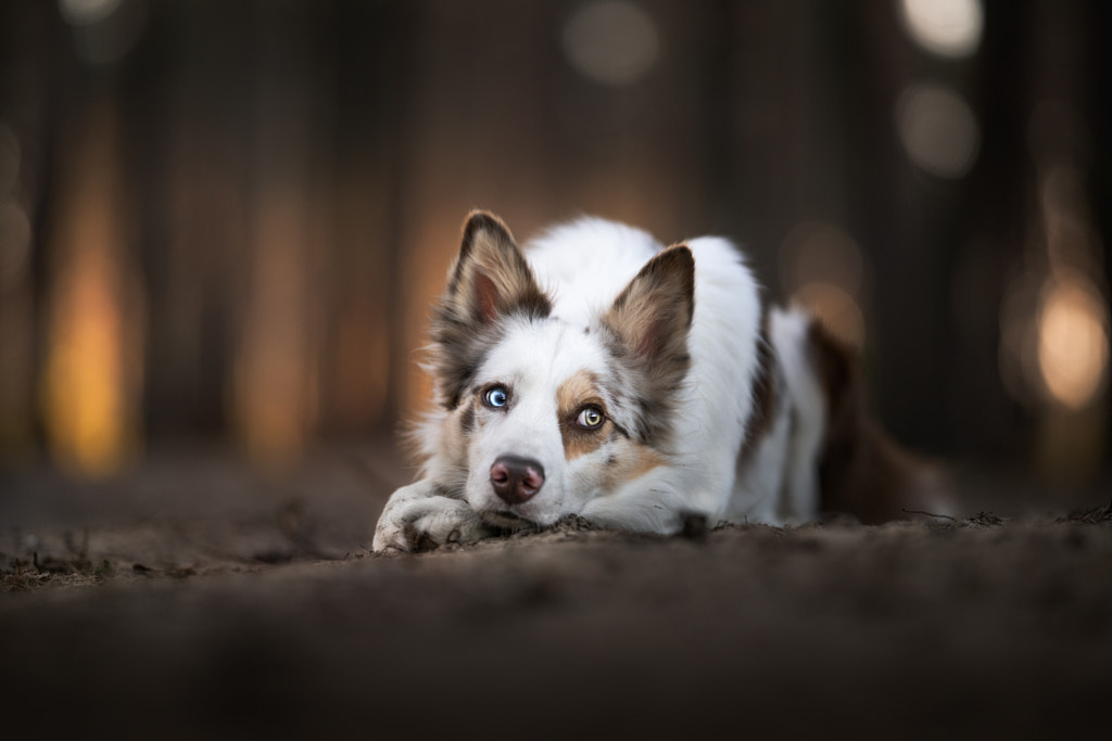 The most beautiful dog I've ever seen by Iza Łysoń / 500px