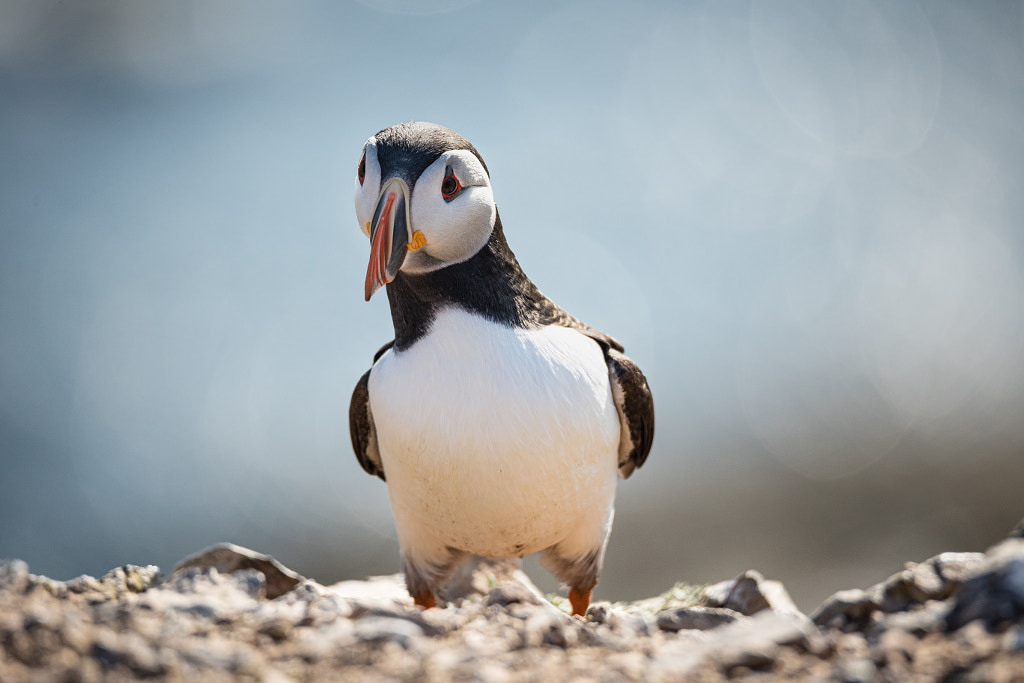 Curious puffin by Pete Speller / 500px