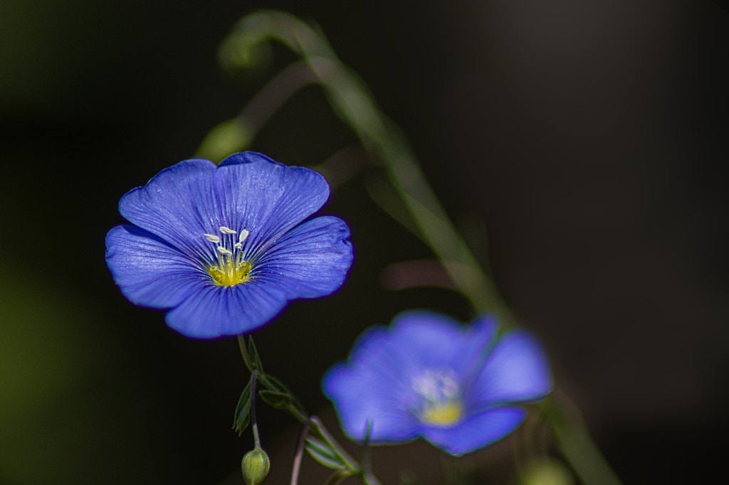 Blue eyes by Igor Nagurny / 500px