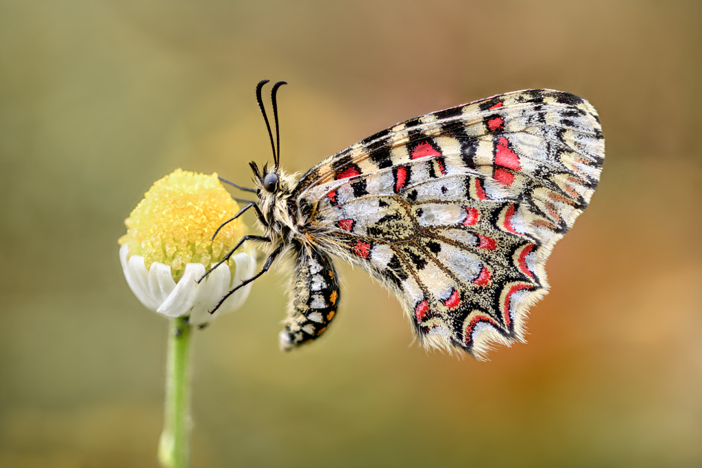 Natural beauty by Roberto Navarro / 500px