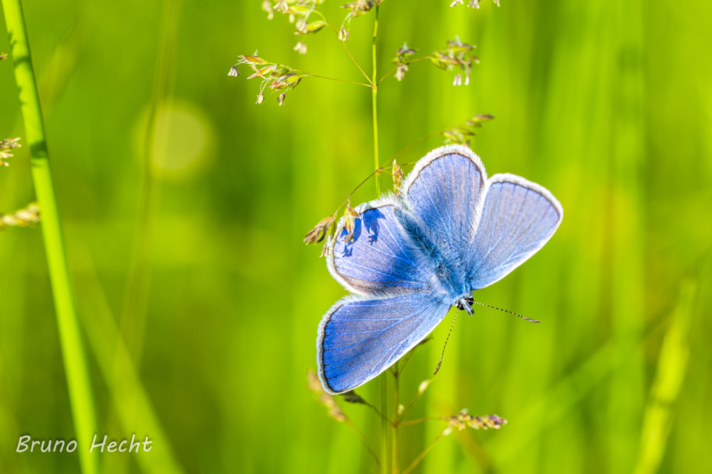 Common blue (Male) by Bruno Hecht / 500px