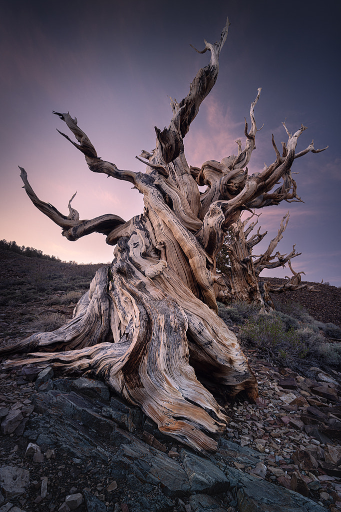 Methuselah Tree by Karol Nienartowicz / 500px