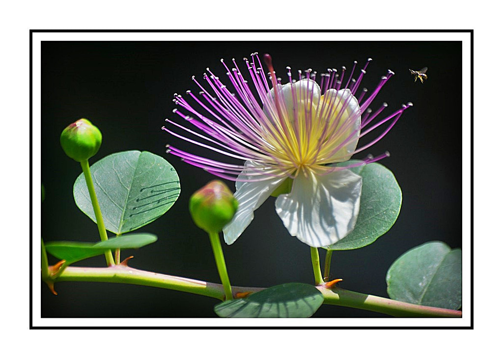 Caper flower 23 - 95 by Hüseyin AY / 500px