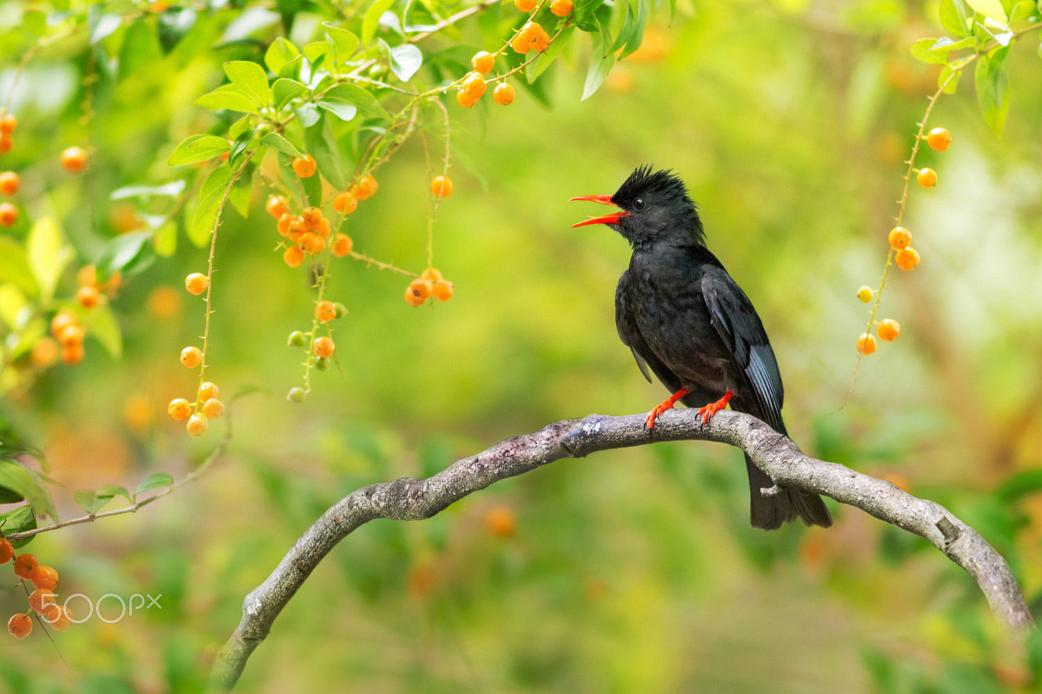Singing Bird by Sue Hsu / 500px