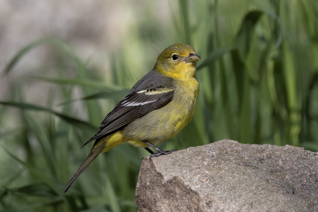 Female Lesser Goldfinch by Frank Dobrushken / 500px