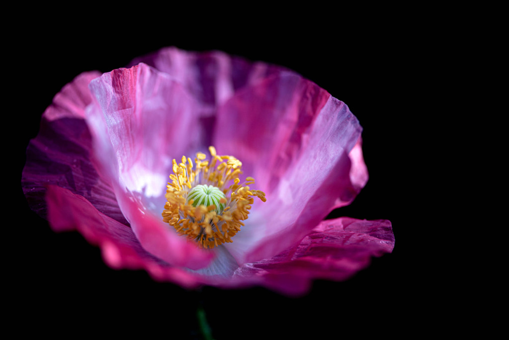 pink poppy by Morosoph Yun / 500px