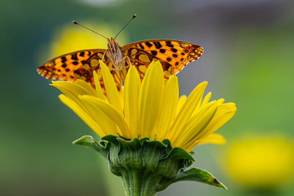 Katalin Bán (ladybugnyanya) Profile / 500px