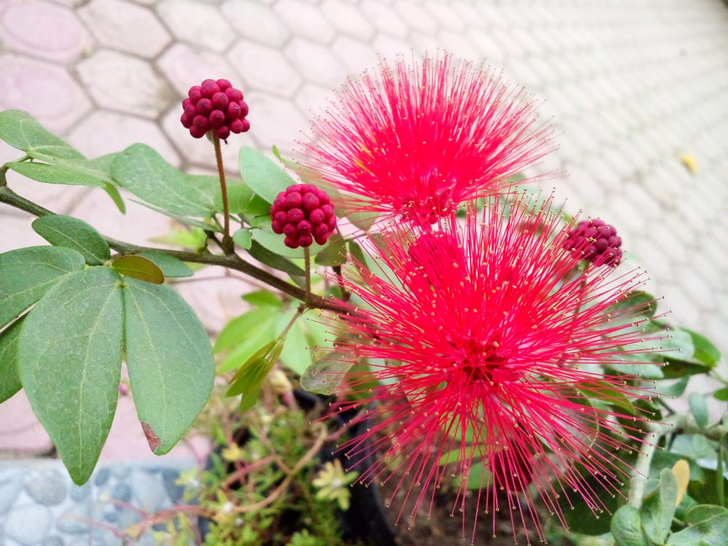 Caliandra by Wiyati Kusumas Tuti / 500px