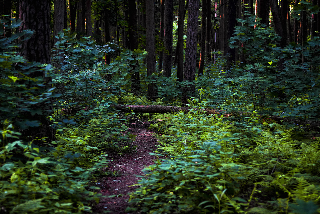 footpath in the forest by Вячеслав Савин / 500px