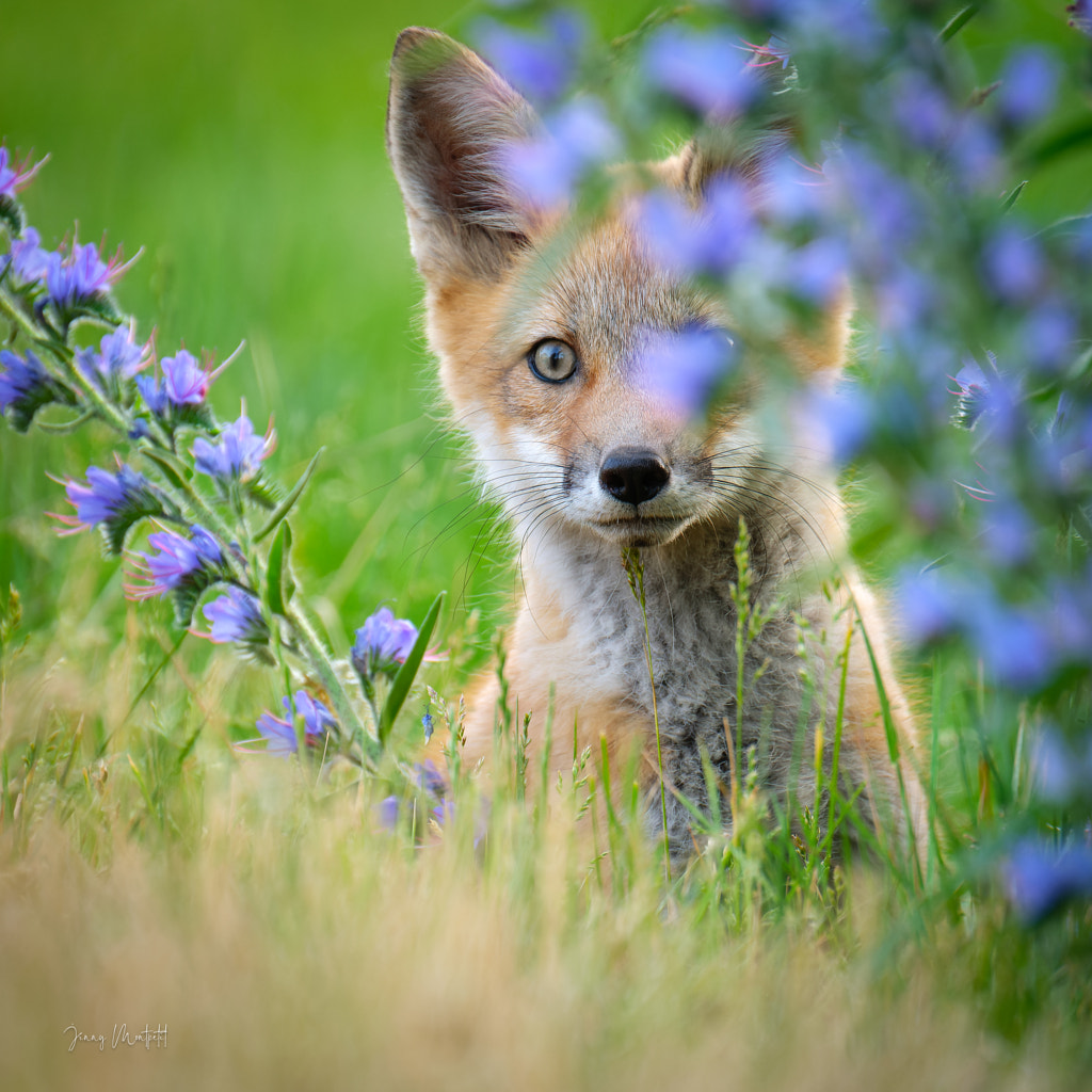 Adorable Fox cubb hiding in purple flowers by Jinny Montpetit / 500px