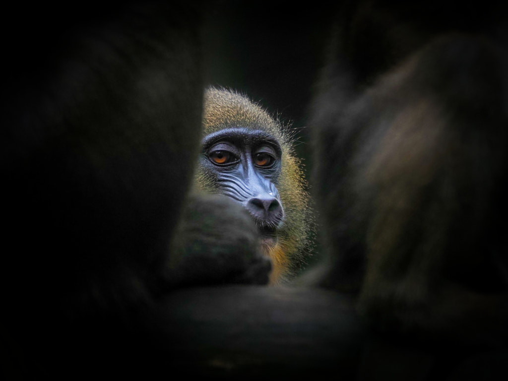 mandrill by Endra Agust / 500px