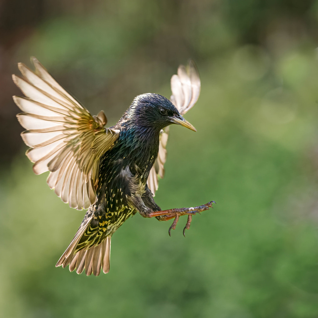 Starling in flight by Stephen Stringer CPAGB / 500px