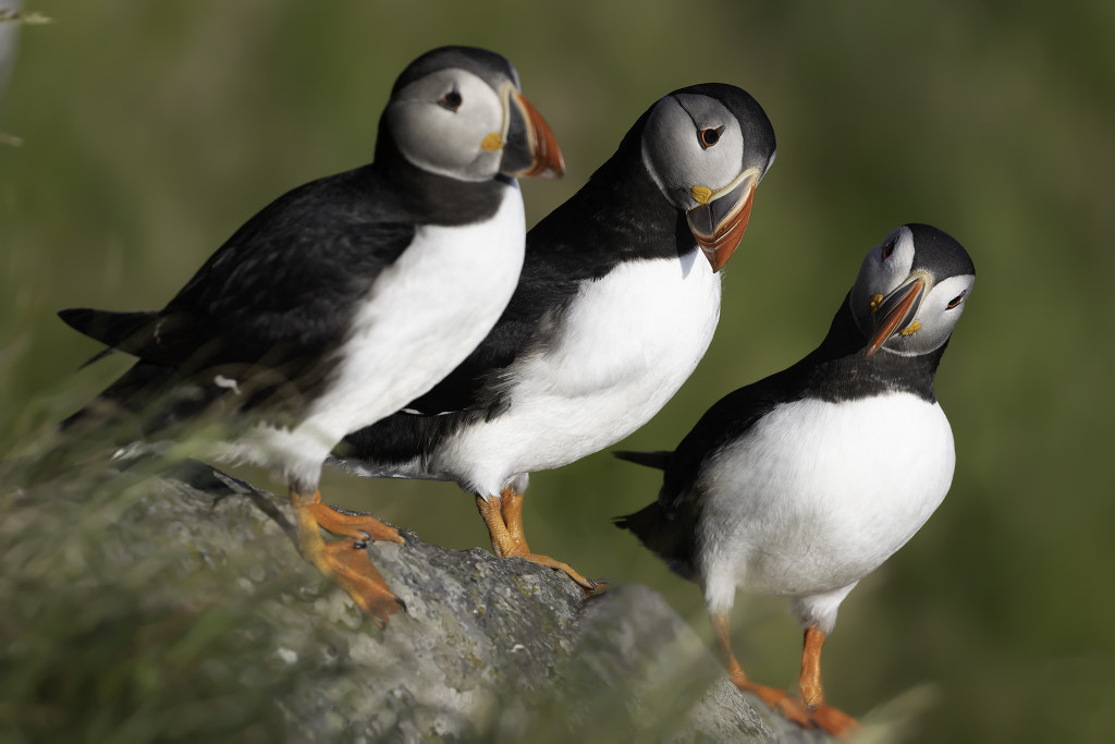 Meet the Puffin gang by Håkon Øvermo / 500px