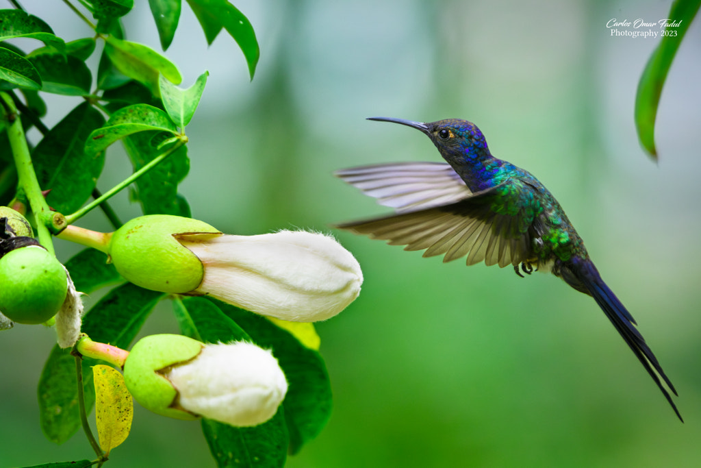 The swallow-tailed hummingbird by Carlos Omar / 500px