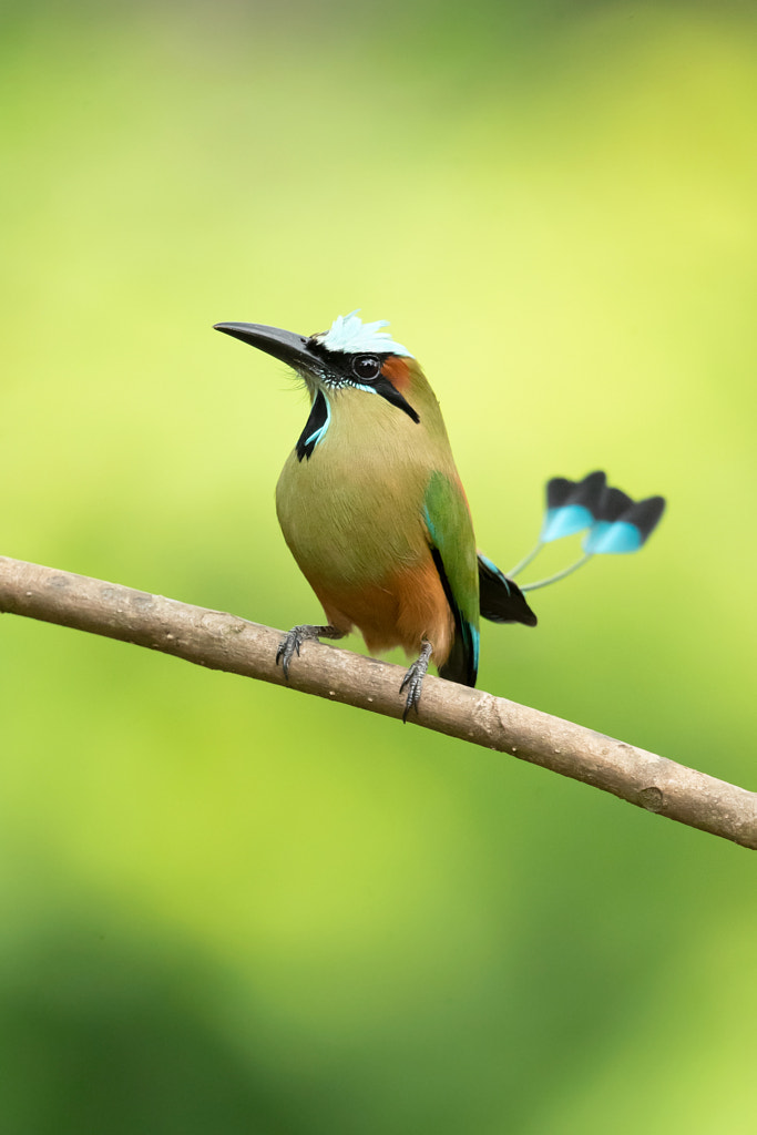 Turquoise-browed motmot by Milan Zygmunt / 500px