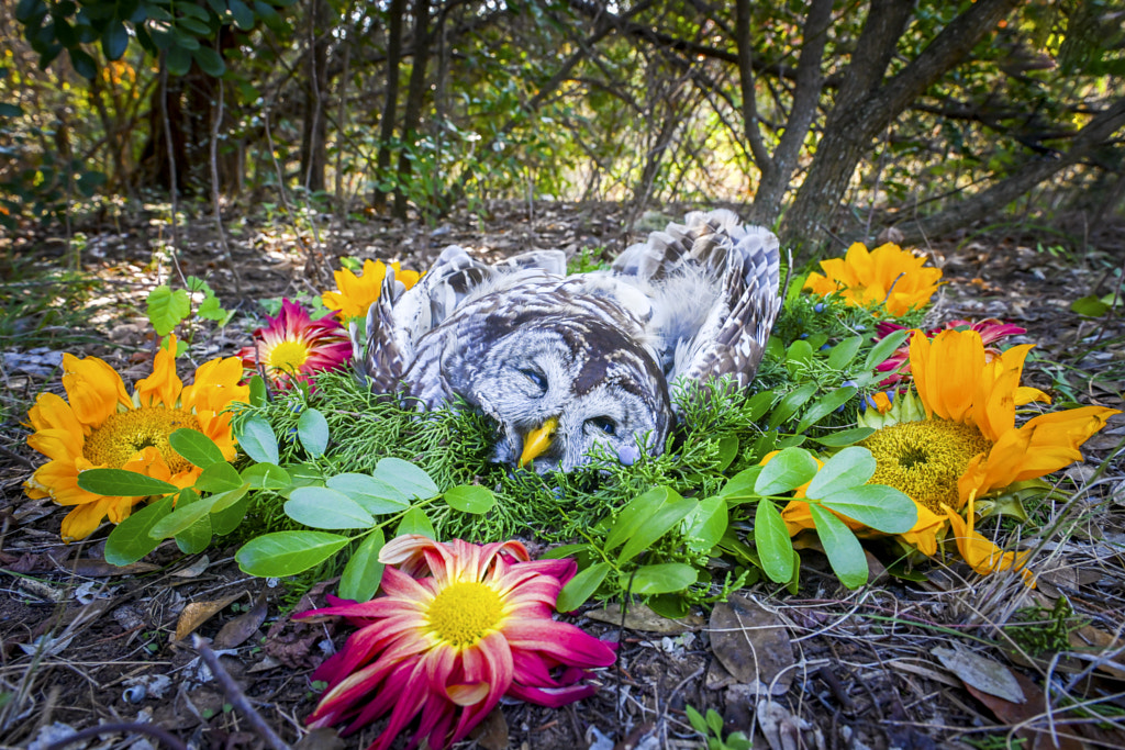 Animal Memorials by Amanda Stronza | 500px