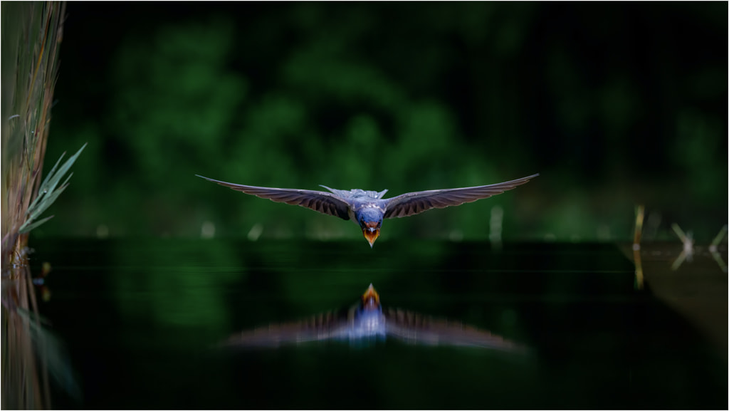 Flying deep by Ortwin Khan / 500px