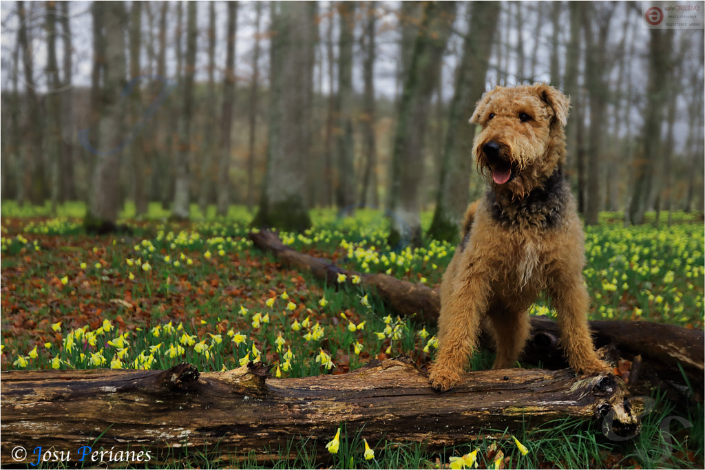 El Guardabosques - The Forest ranger by Josu Perianes / 500px