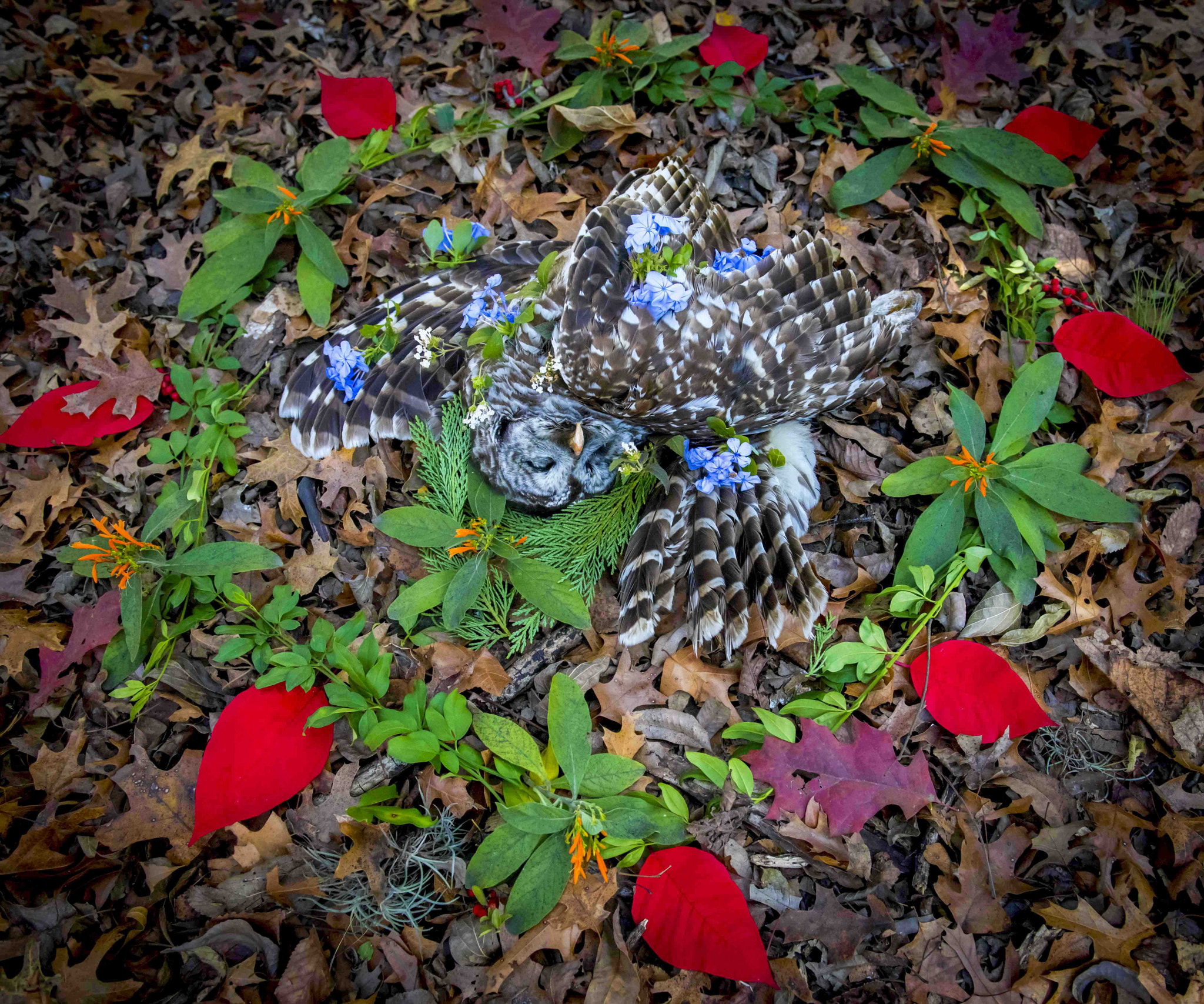 BarredOwl by Amanda Stronza | 500px