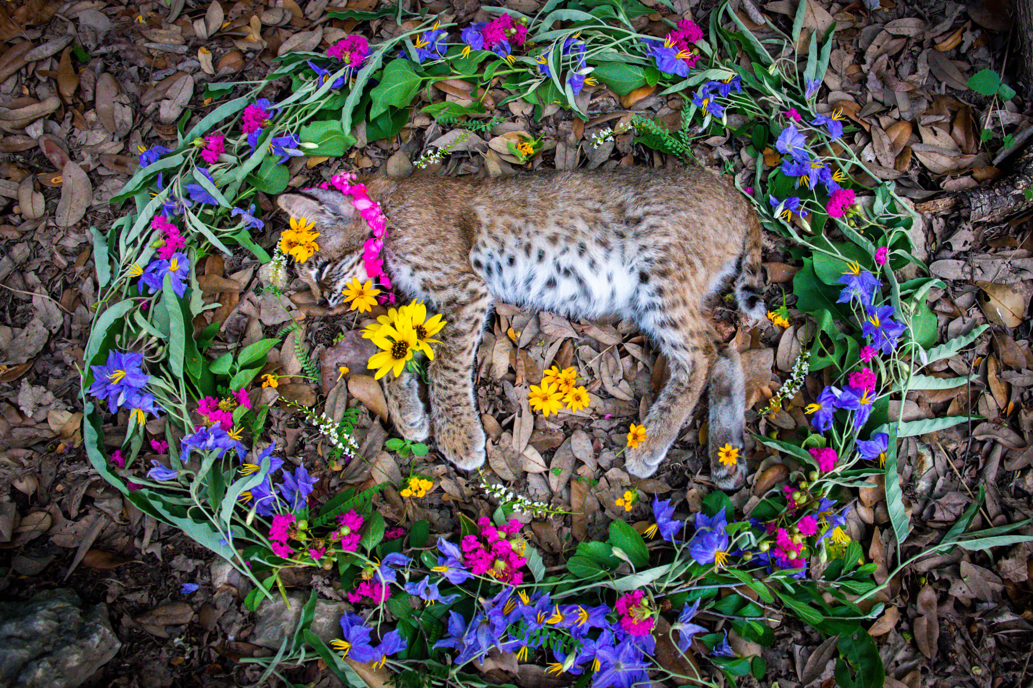 20220916-Animal Memorials-54-2 by Amanda Stronza | 500px
