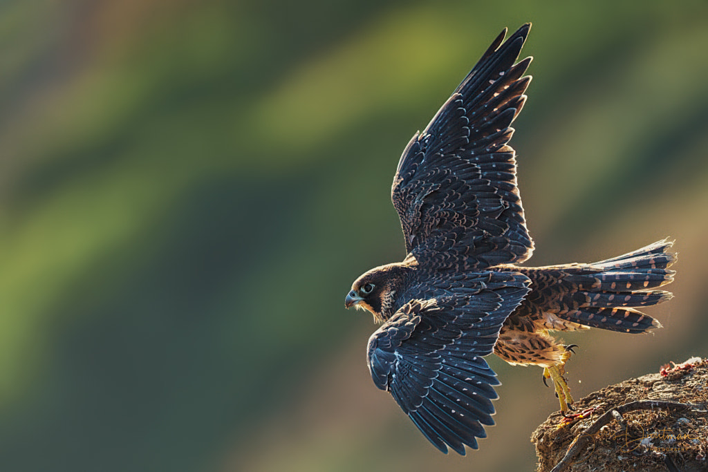 The take-off moment (peregrine falcon chick) by Boris Droutman / 500px